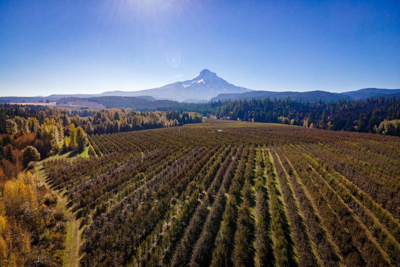 Duckwall Fruit | Quality Pears