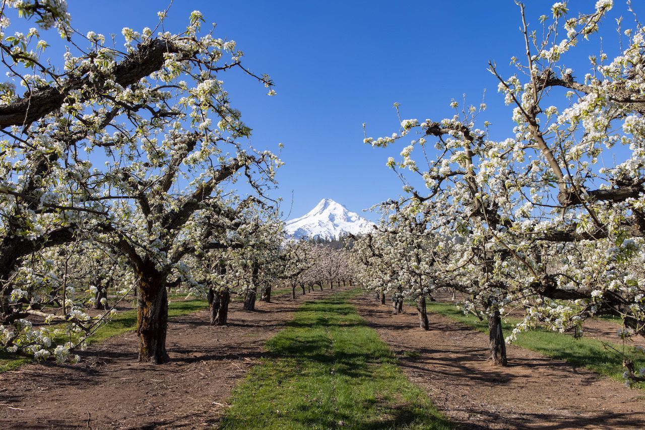 Duckwall Fruit | Quality Pears