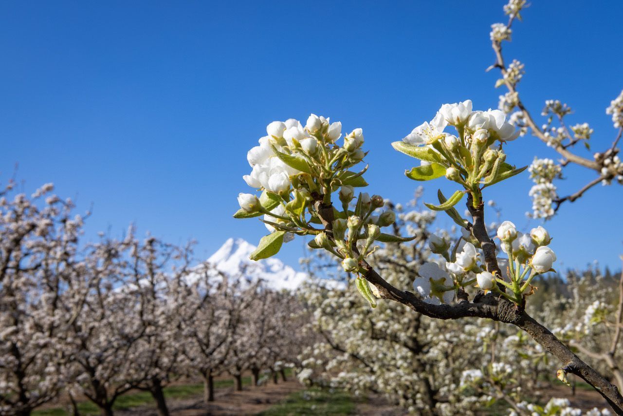 Duckwall Fruit | Quality Pears