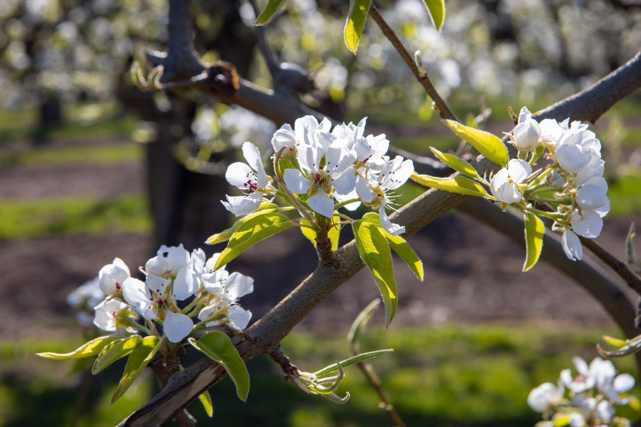 Duckwall Fruit | Quality Pears